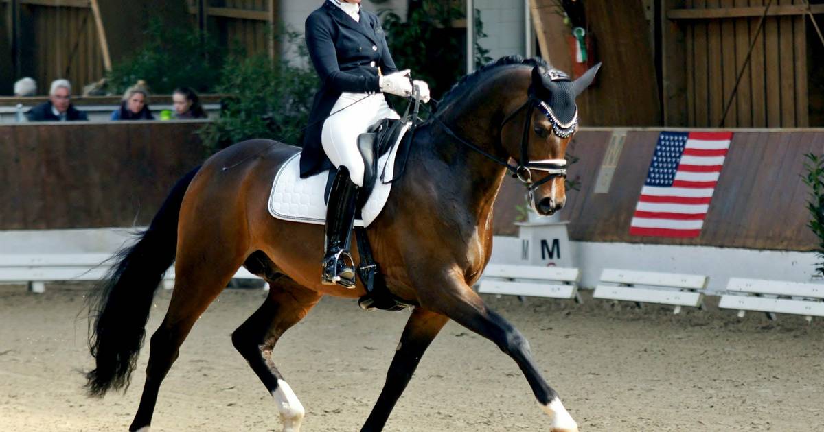 Turnier der jungen Pferde im Hülser Bruch