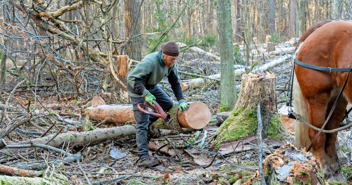 Extra-Tipp war bei den Rückepferden im Hardter Wald