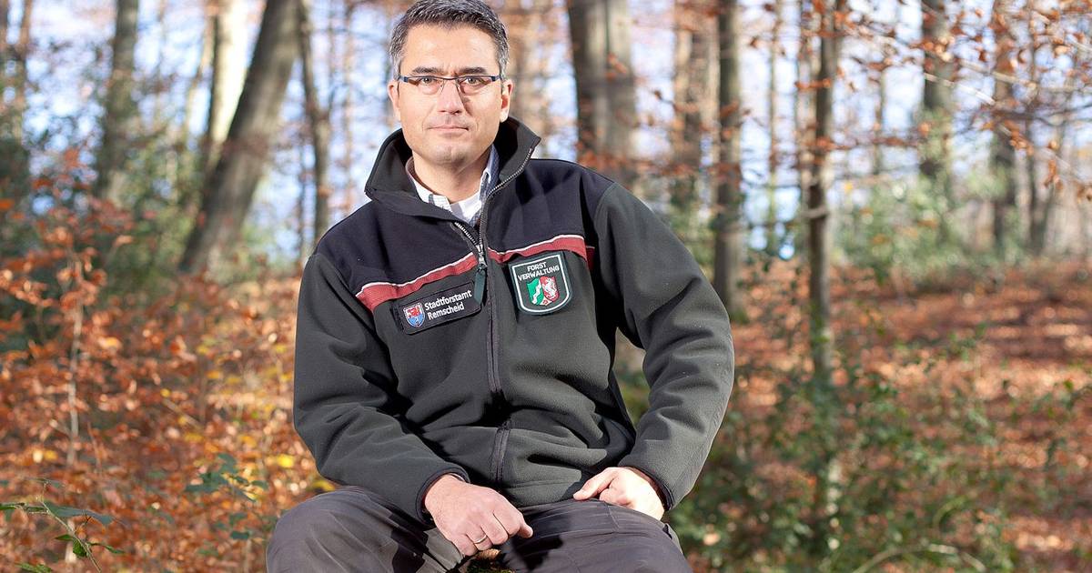 Förster geben fünf Tipps, wie wir dem Wald 2020 helfen können